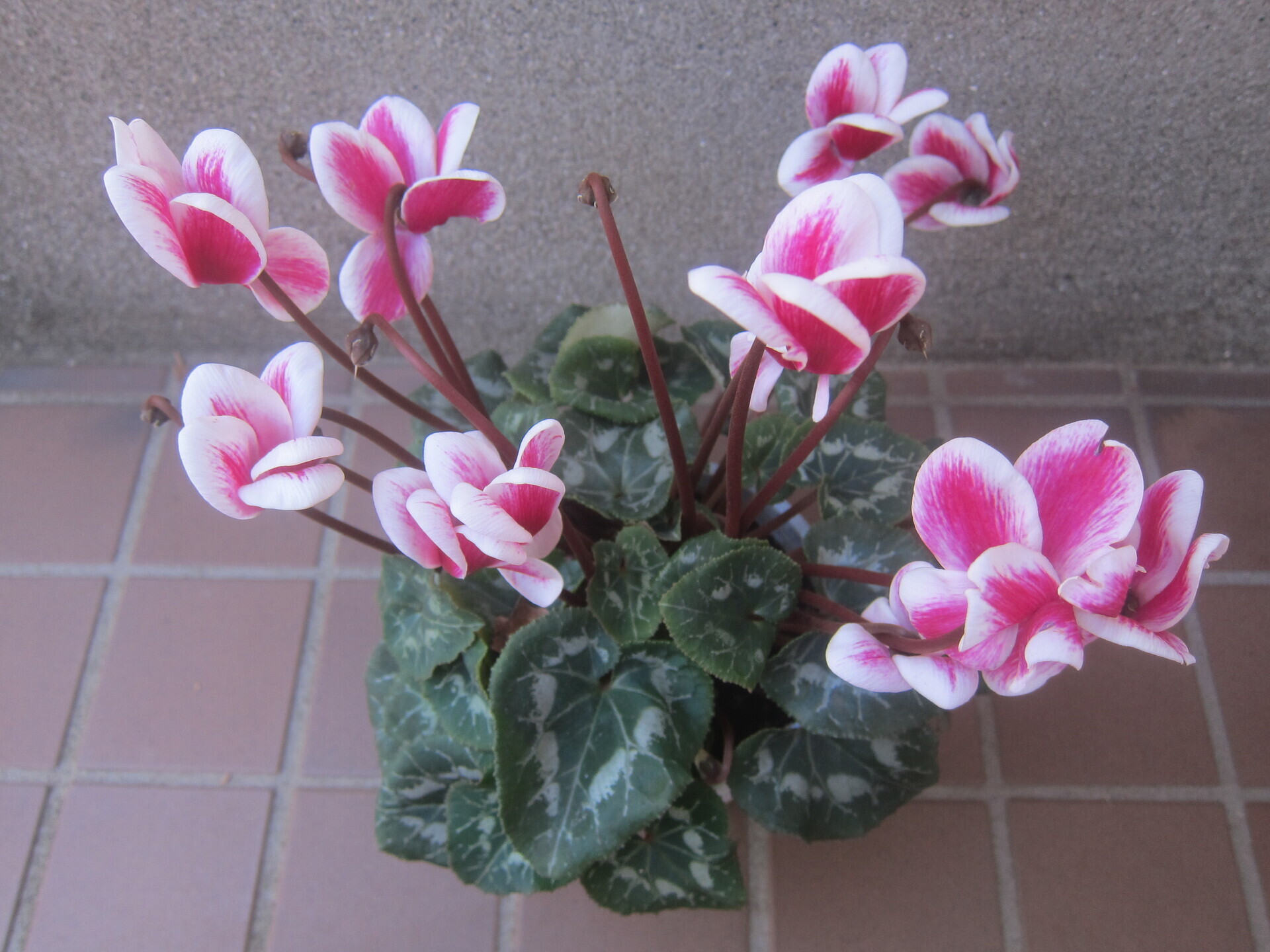 年末、クリスマスの花を農協で買い、まとめて鉢植えしました。植え替えた日にちはまちまちです。: 料理は楽しい